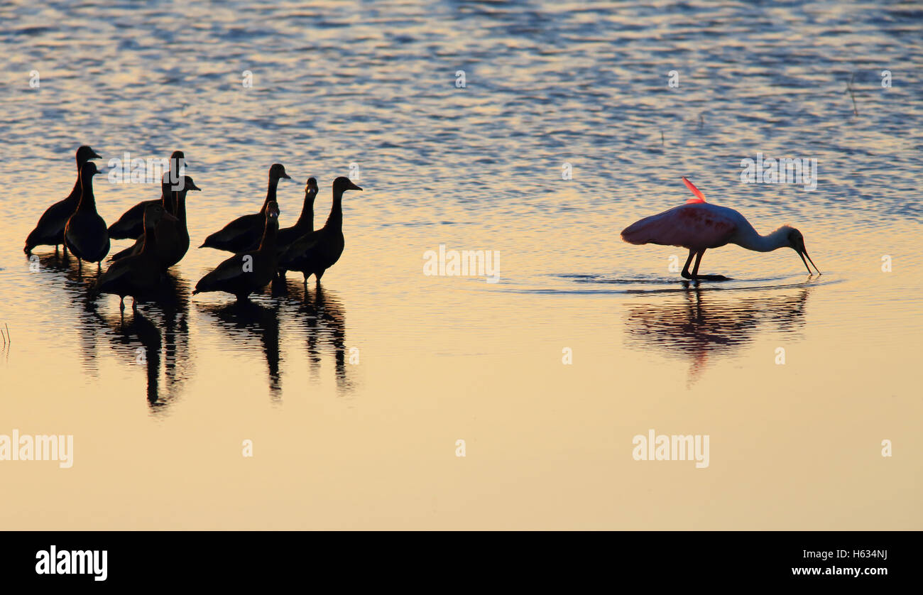 Roseate Spoonbill (Platalea ajaja) Black-bellied Whistling-Ducks ...