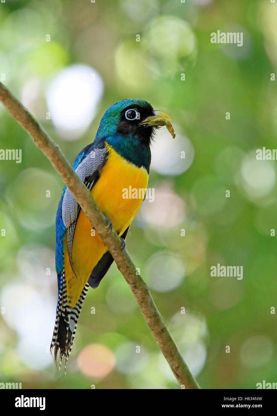 Male Black-throated Trogon (Trogon rufus) with caterpillar in bill ...
