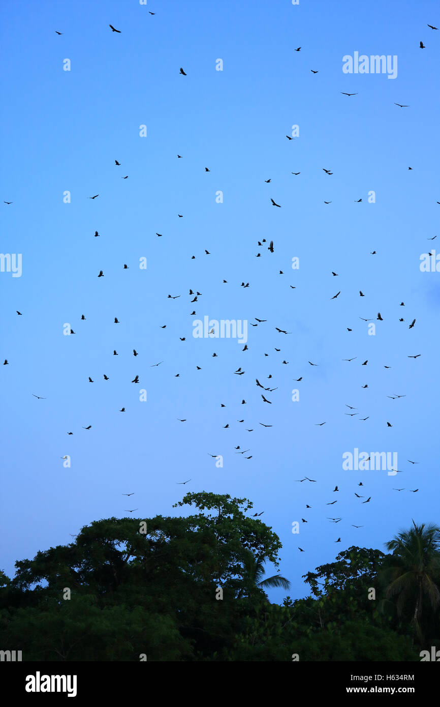 Many Black vultures (Coragyps atratus) soaring above lowland rainforest ...