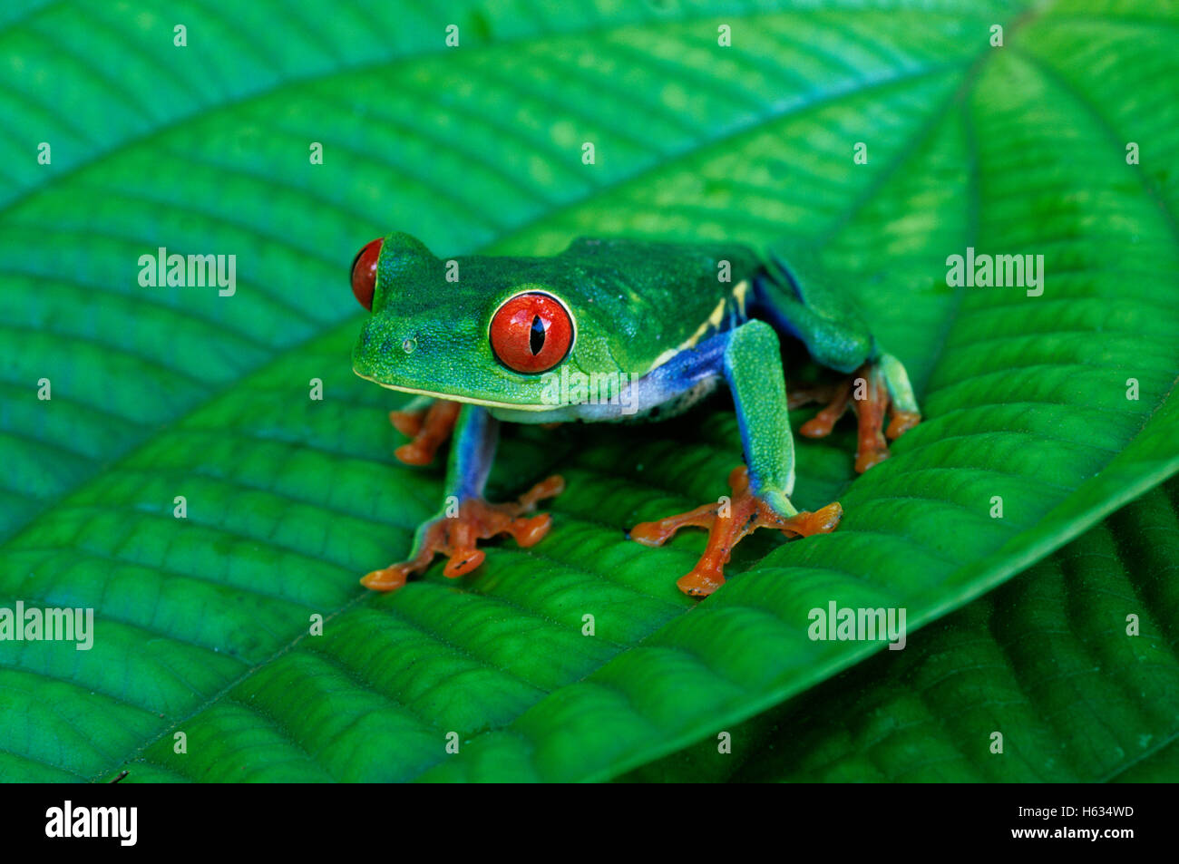 Frog High Resolution Stock Photography and Images - Alamy