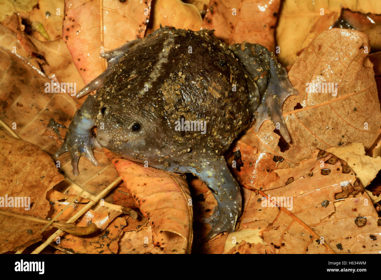 Mexican Burrowing Toad (Rhinophrynus dorsalis). Palo Verde National ...