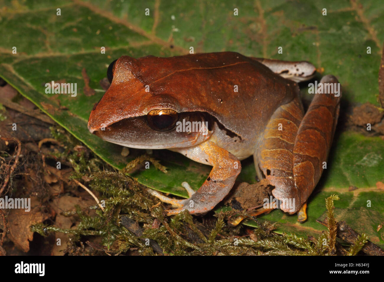 Red Rain Frog