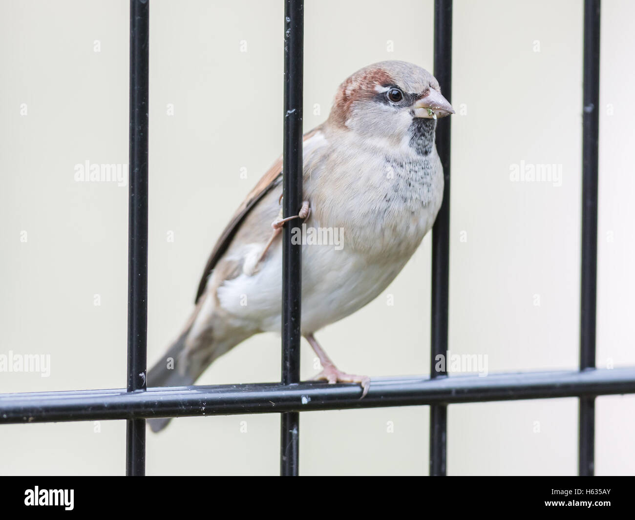 House Sparrow on old fence, Passer domesticus Stock Photo - Alamy