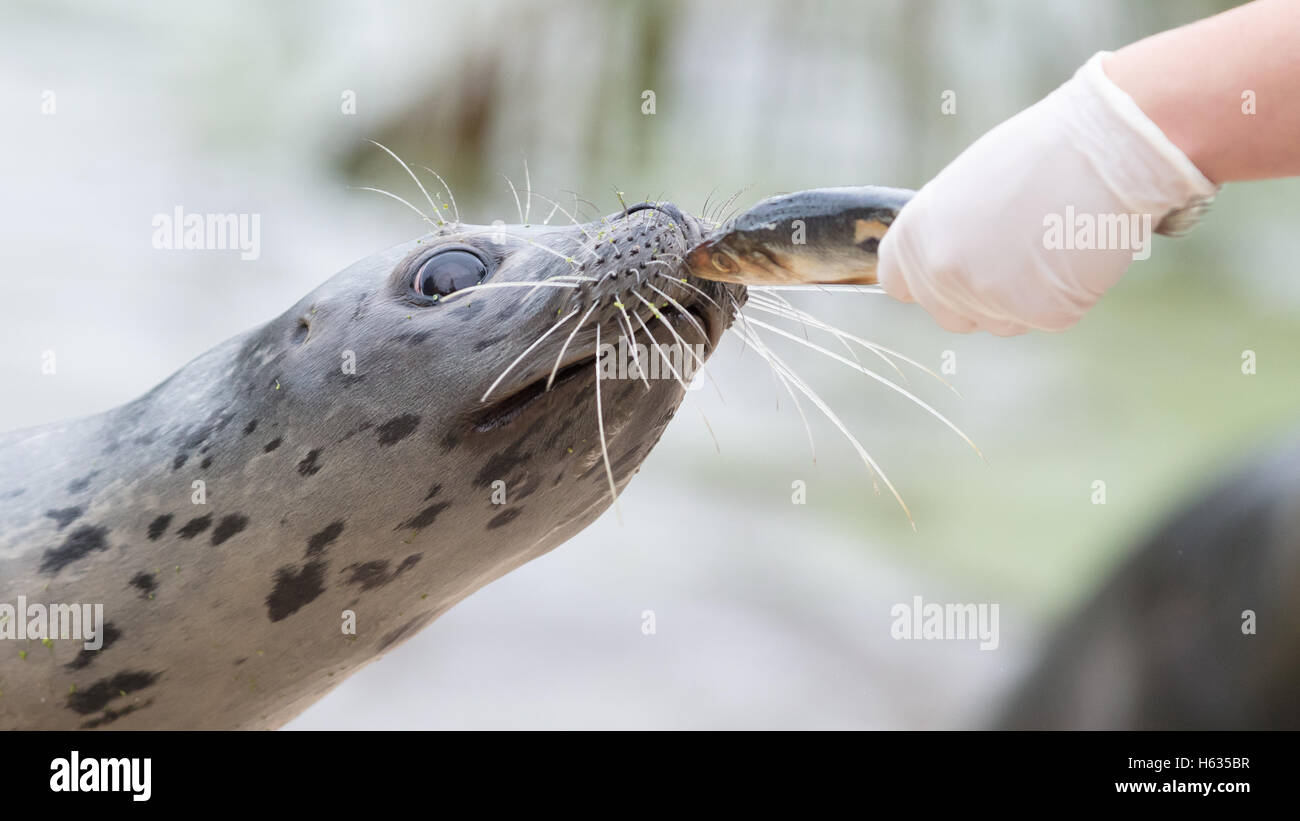 Common seal teeth hi-res stock photography and images - Alamy