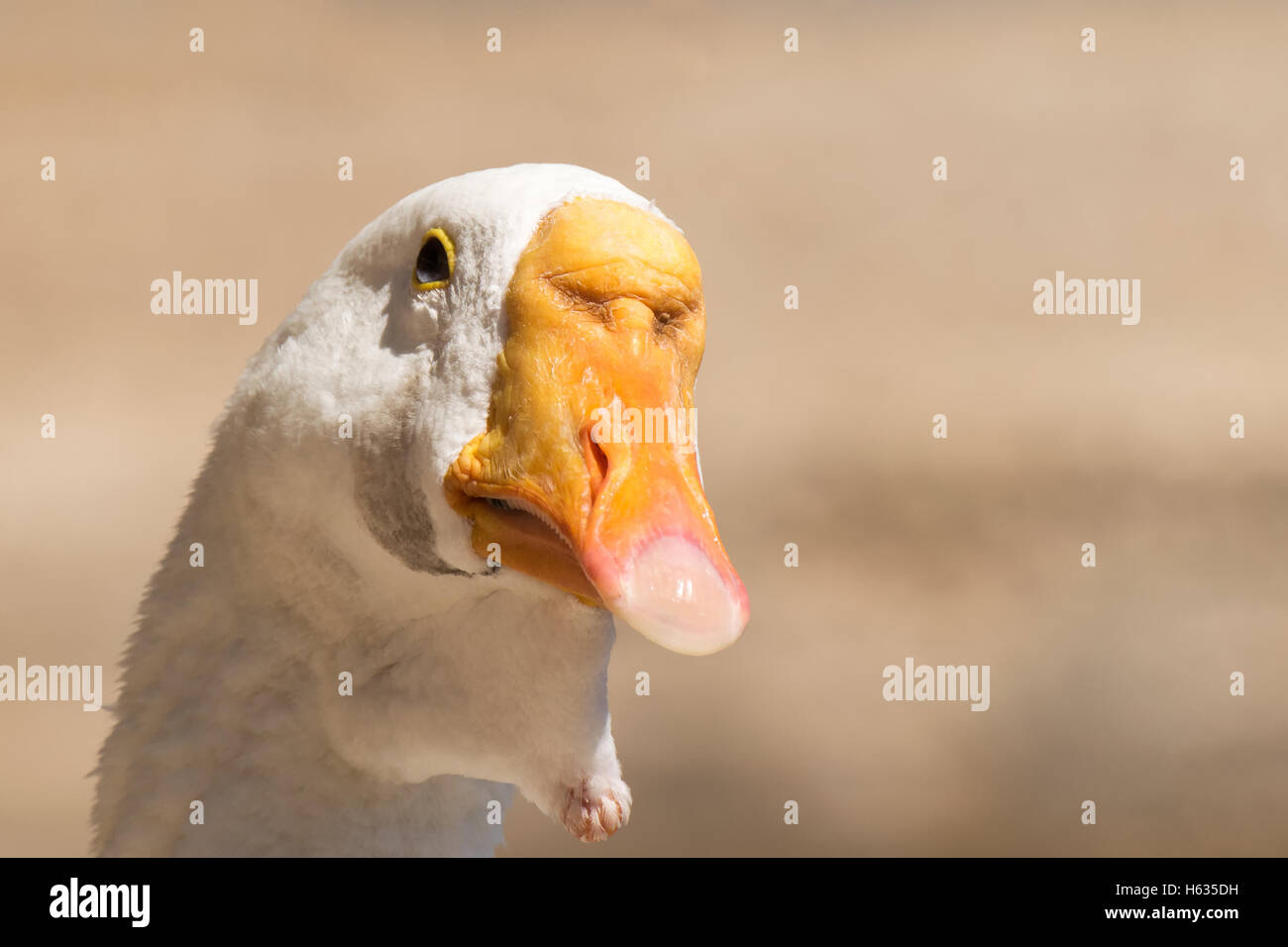 Funny duck hi-res stock photography and images - Alamy