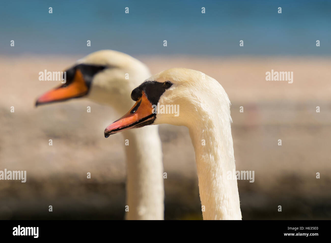 Two swans portrait looking at the same direction Stock Photo - Alamy