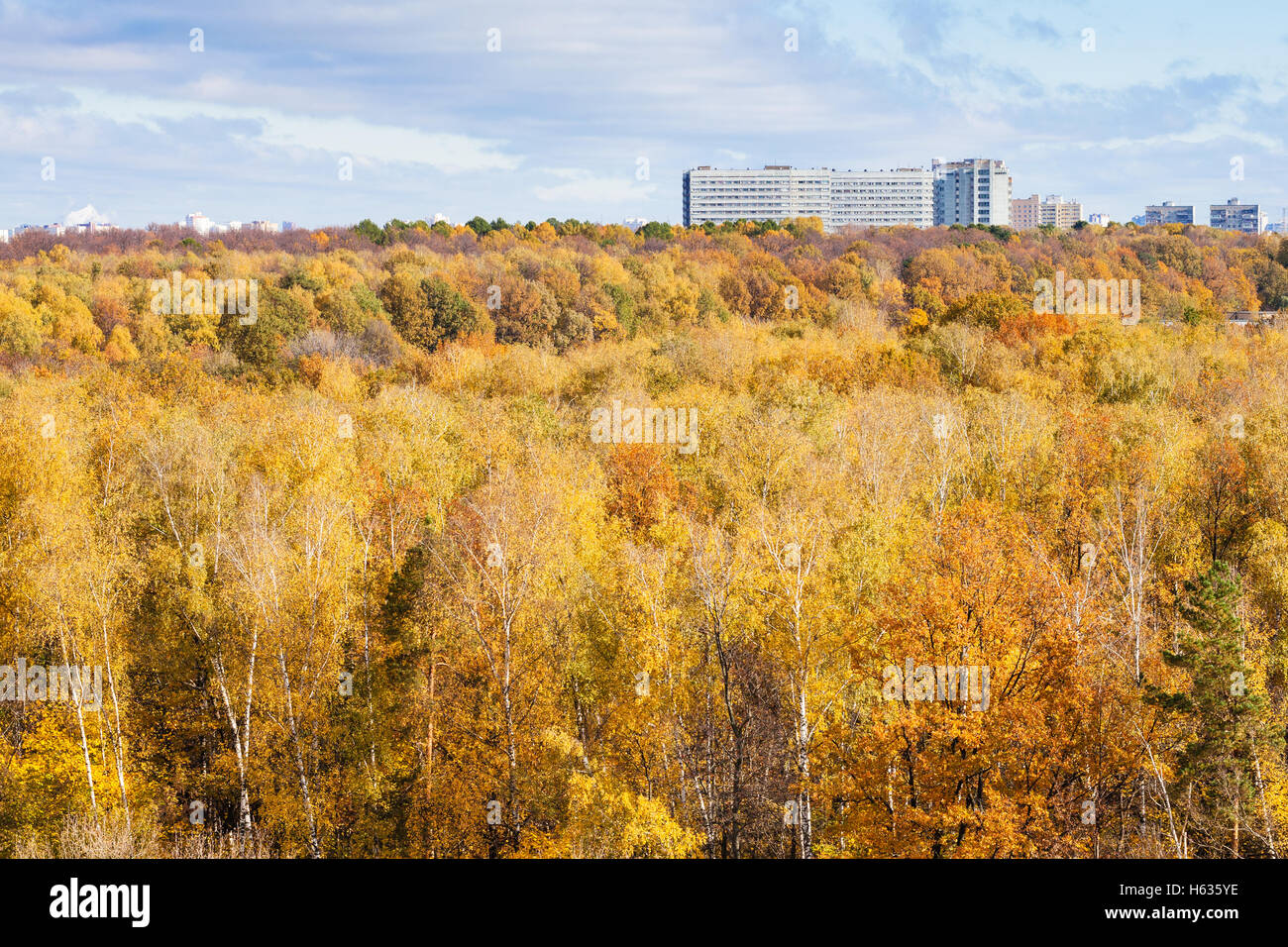 yellow trees in forest and urban apartment house on horizon in autumn ...