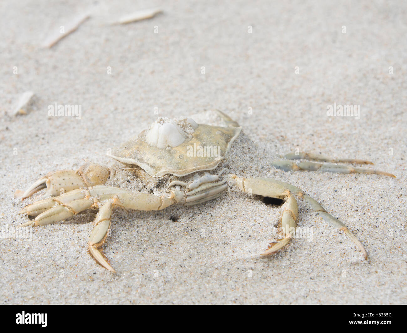 Long beaches hi-res stock photography and images - Alamy
