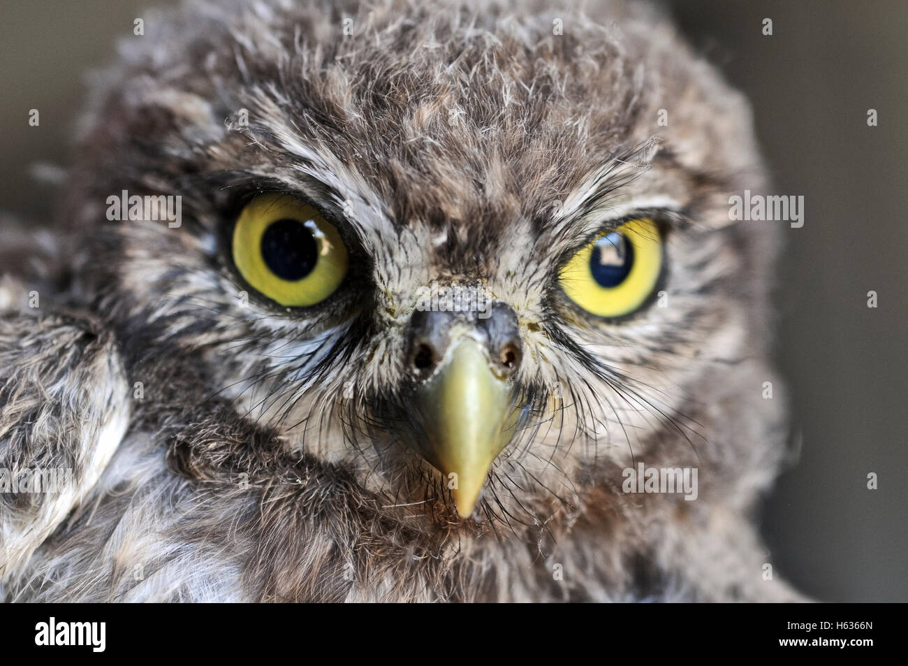 Eagle owl eyes Stock Photo - Alamy