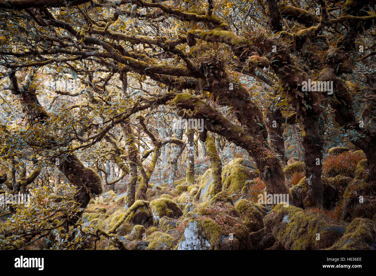 Spooky forest background with stunted, moss-covered trees and rocks ...