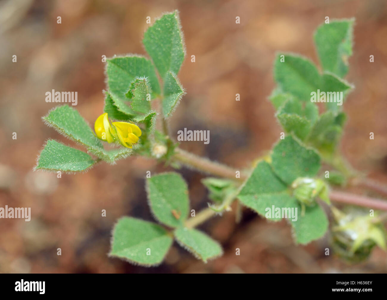 Barrel or Strong Spined Medick - Medicago truncatula Stock Photo - Alamy