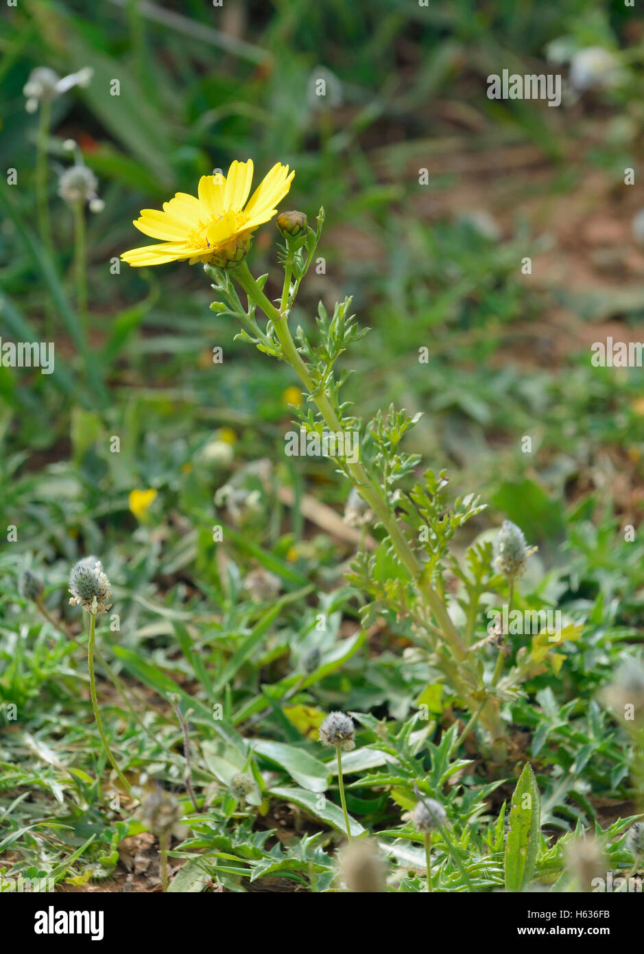 Crown daisy hi-res stock photography and images - Alamy
