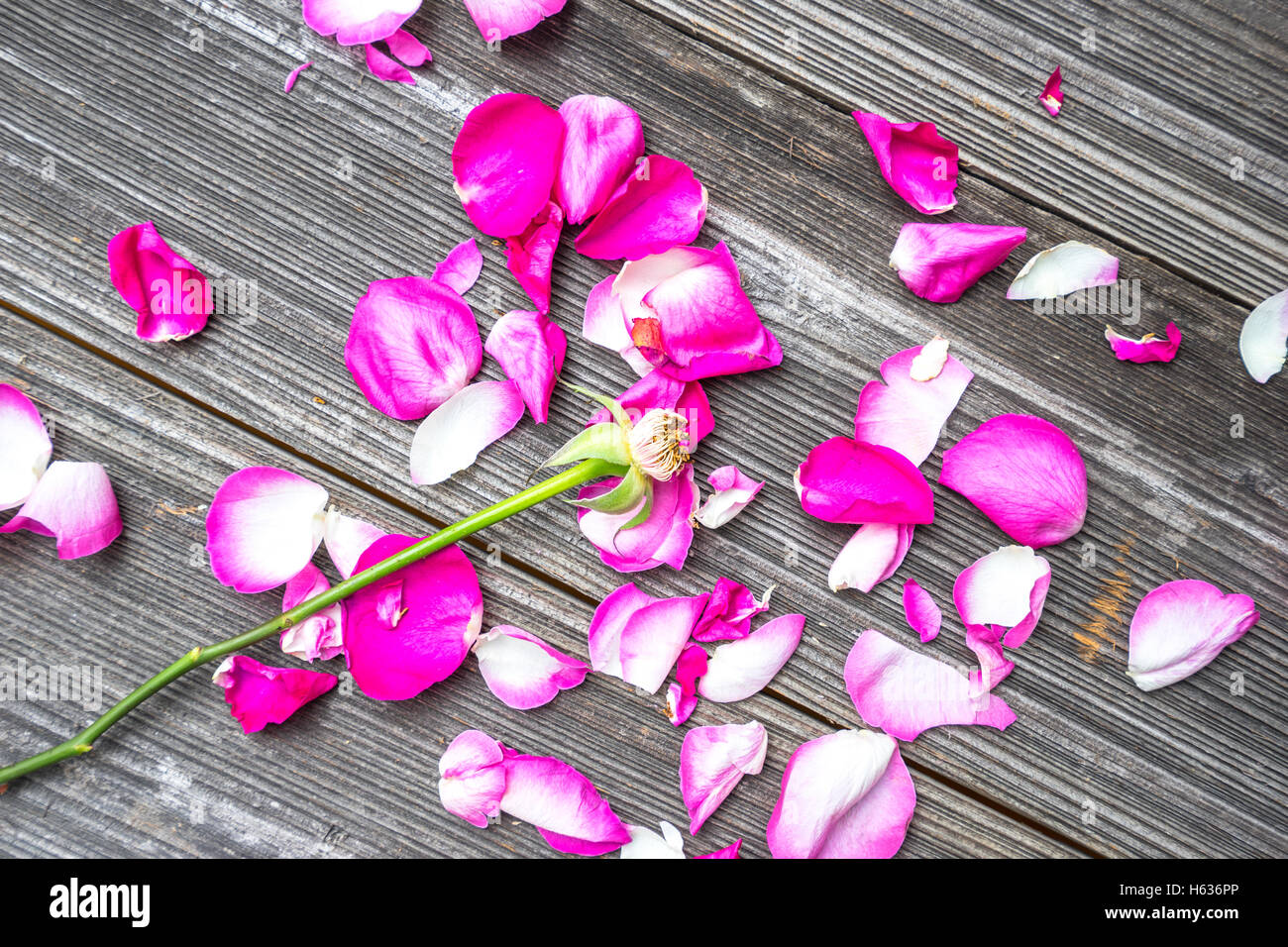 Scattered rose petals hi-res stock photography and images - Alamy