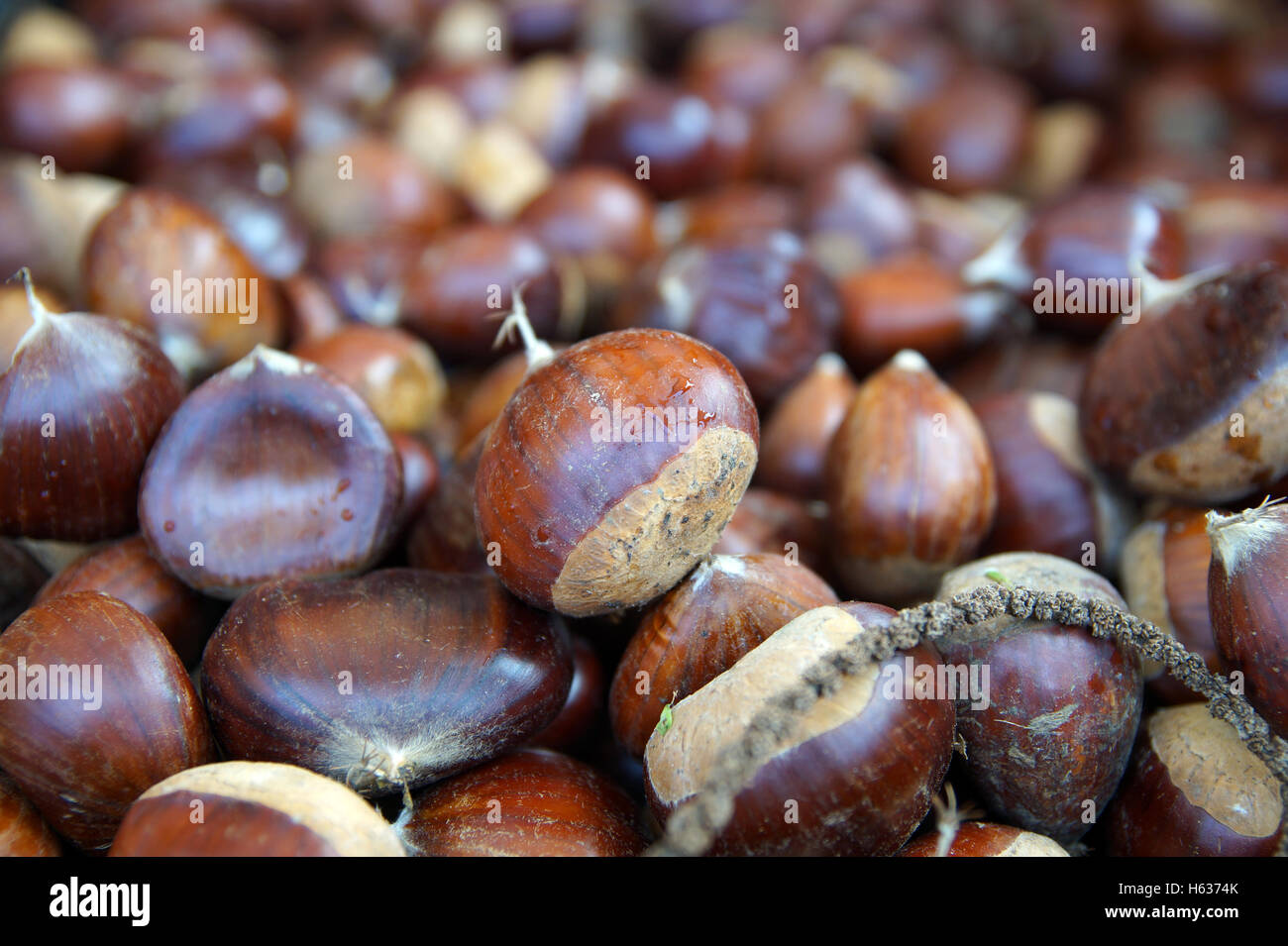 Sweet shell traditional chestnut hi-res stock photography and images ...