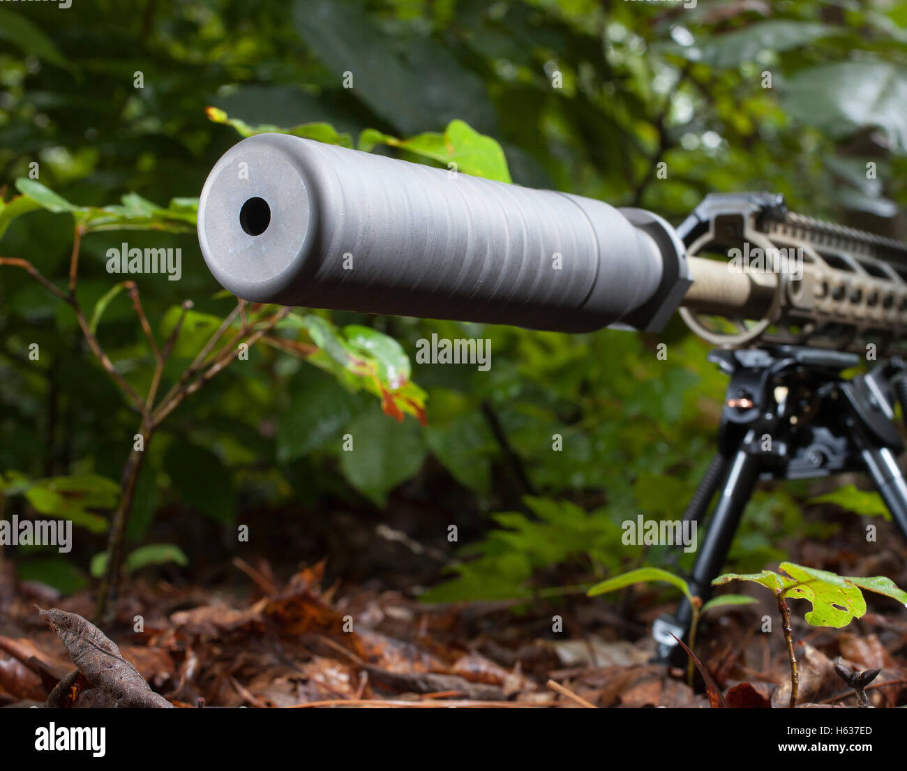 Bunch of trees hi-res stock photography and images - Alamy
