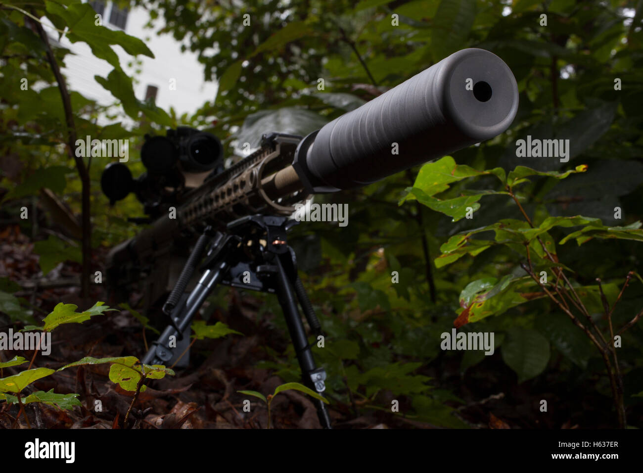Modern sporting rifle in the trees with a suppressor attached Stock ...