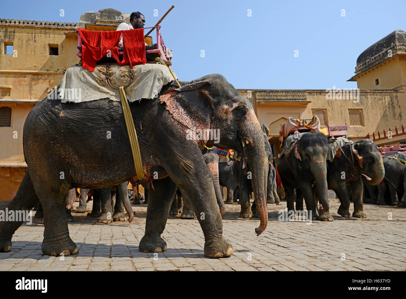 Mahout riding decorated Indian Elephant at Amer fort Stock Photo - Alamy