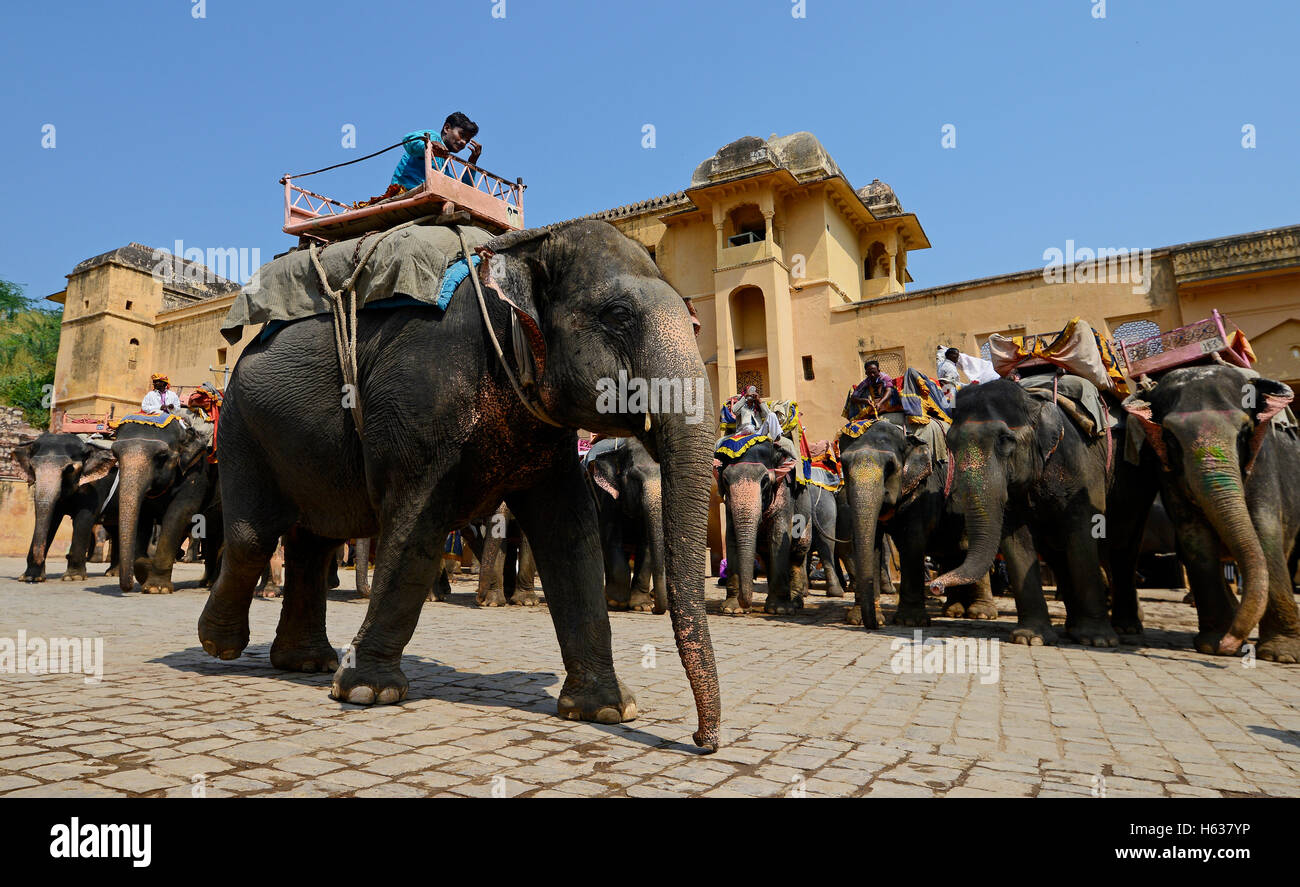 Mahout riding decorated Indian Elephant at Amer fort Stock Photo - Alamy