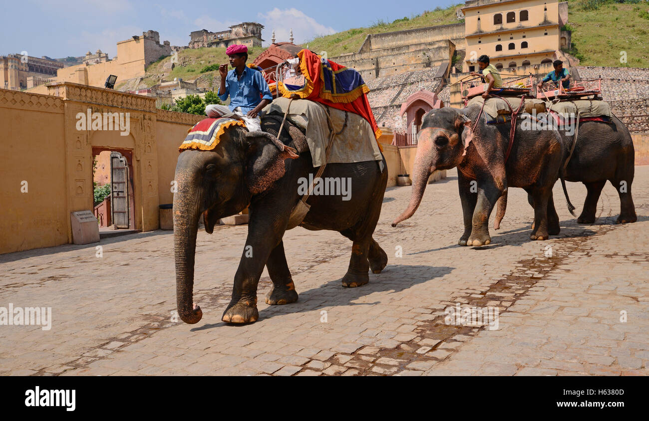 Mahout riding decorated Indian Elephant at Amer fort Stock Photo - Alamy