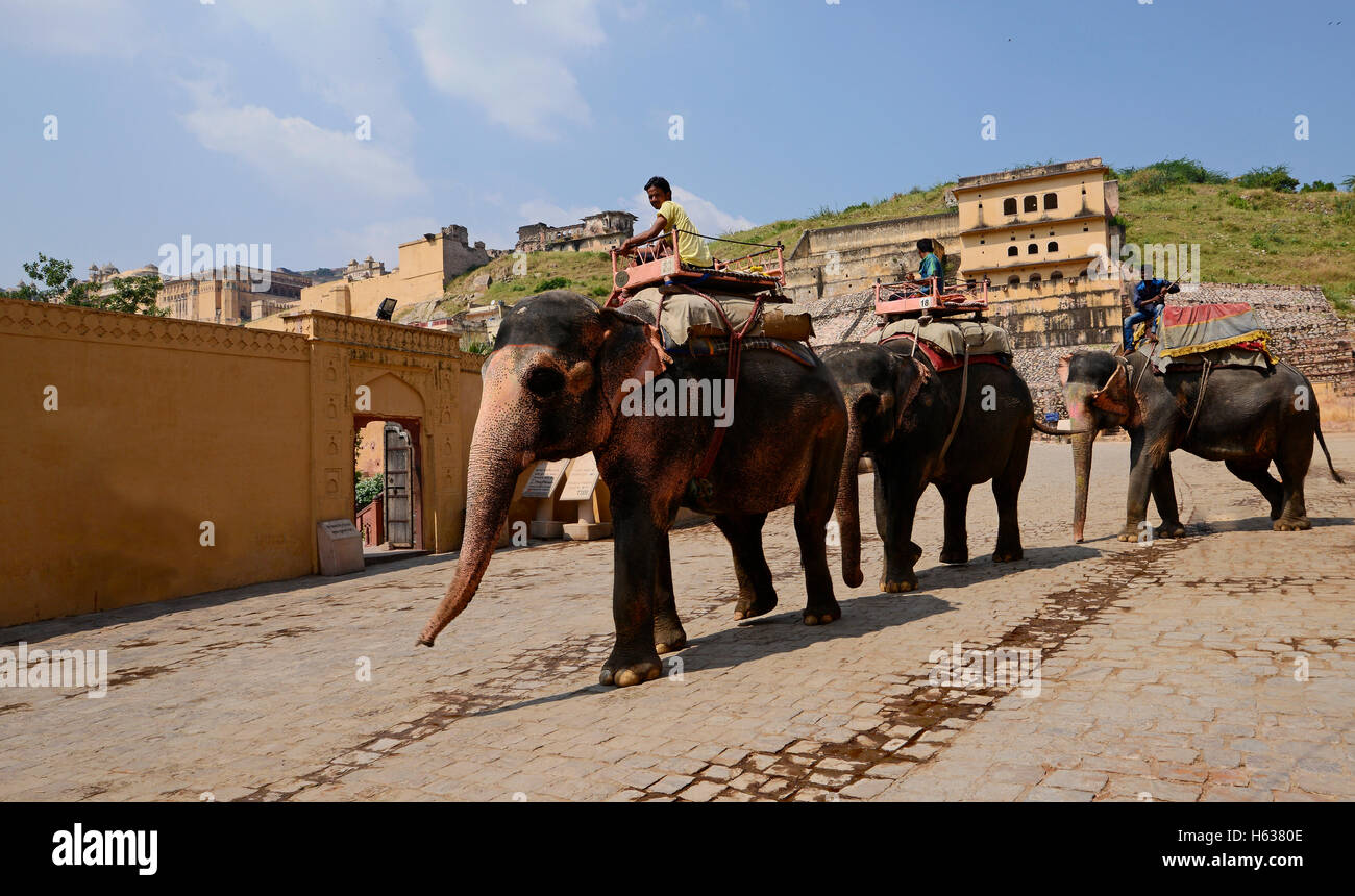 Mahout riding decorated Indian Elephant at Amer fort Stock Photo - Alamy