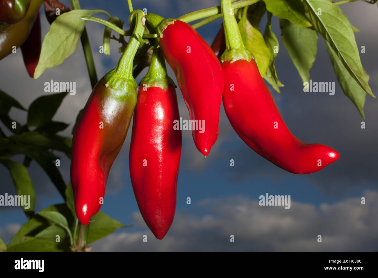 Ripe red peppers on the plant that are used for making sweet paprika ...