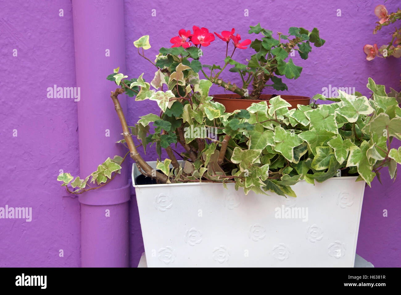 window box, Burano, Venice, Italy Stock Photo - Alamy