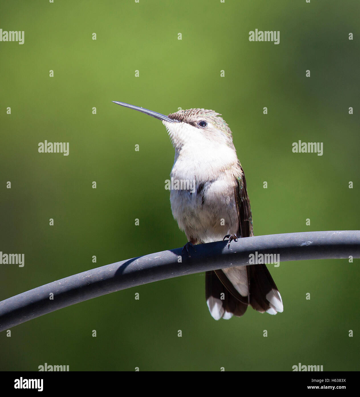 Chest tube hi-res stock photography and images - Alamy