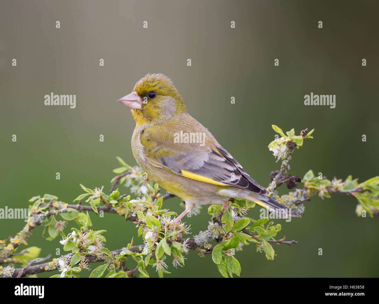Good wildlife hedge hi-res stock photography and images - Alamy