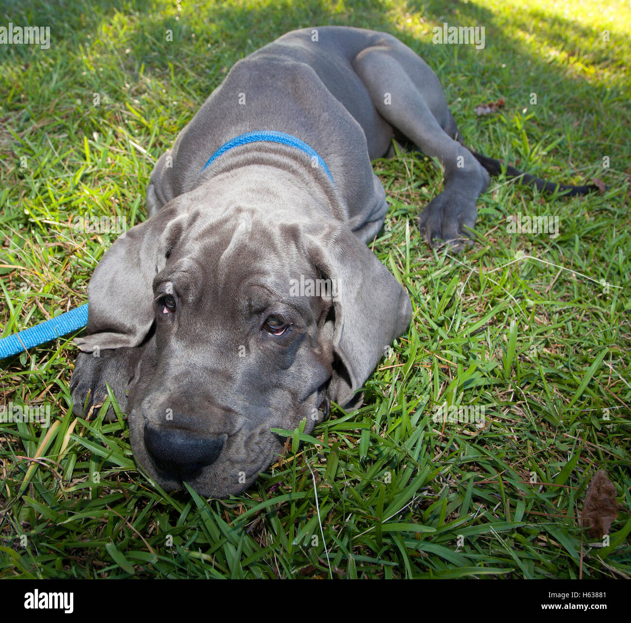 Gray Great Dane puppy ready to take a nap on the grass Stock Photo - Alamy