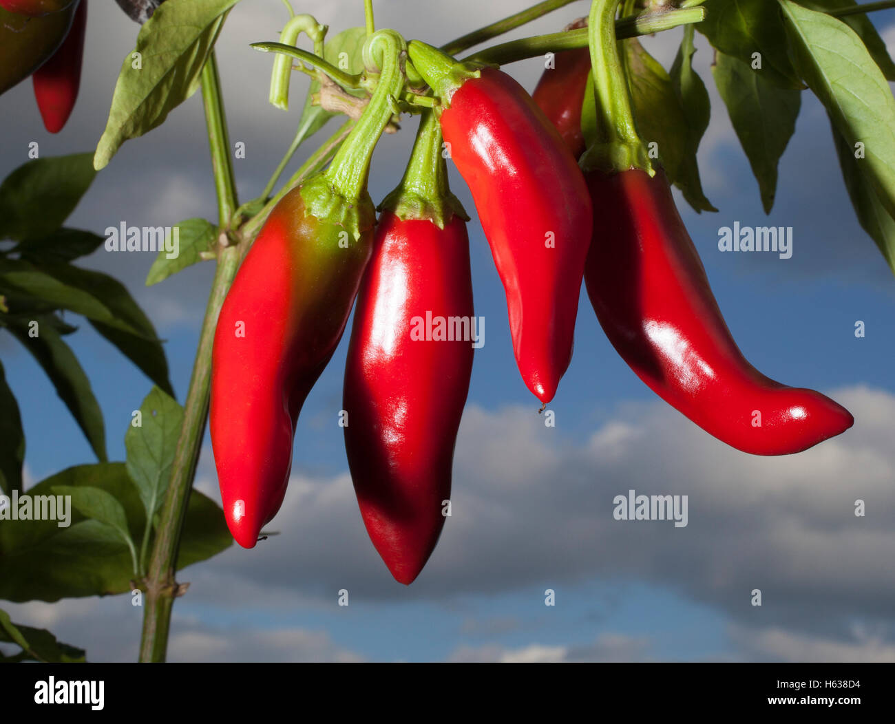 Bright red peppers on the plant ready to harvest and make paprika Stock ...