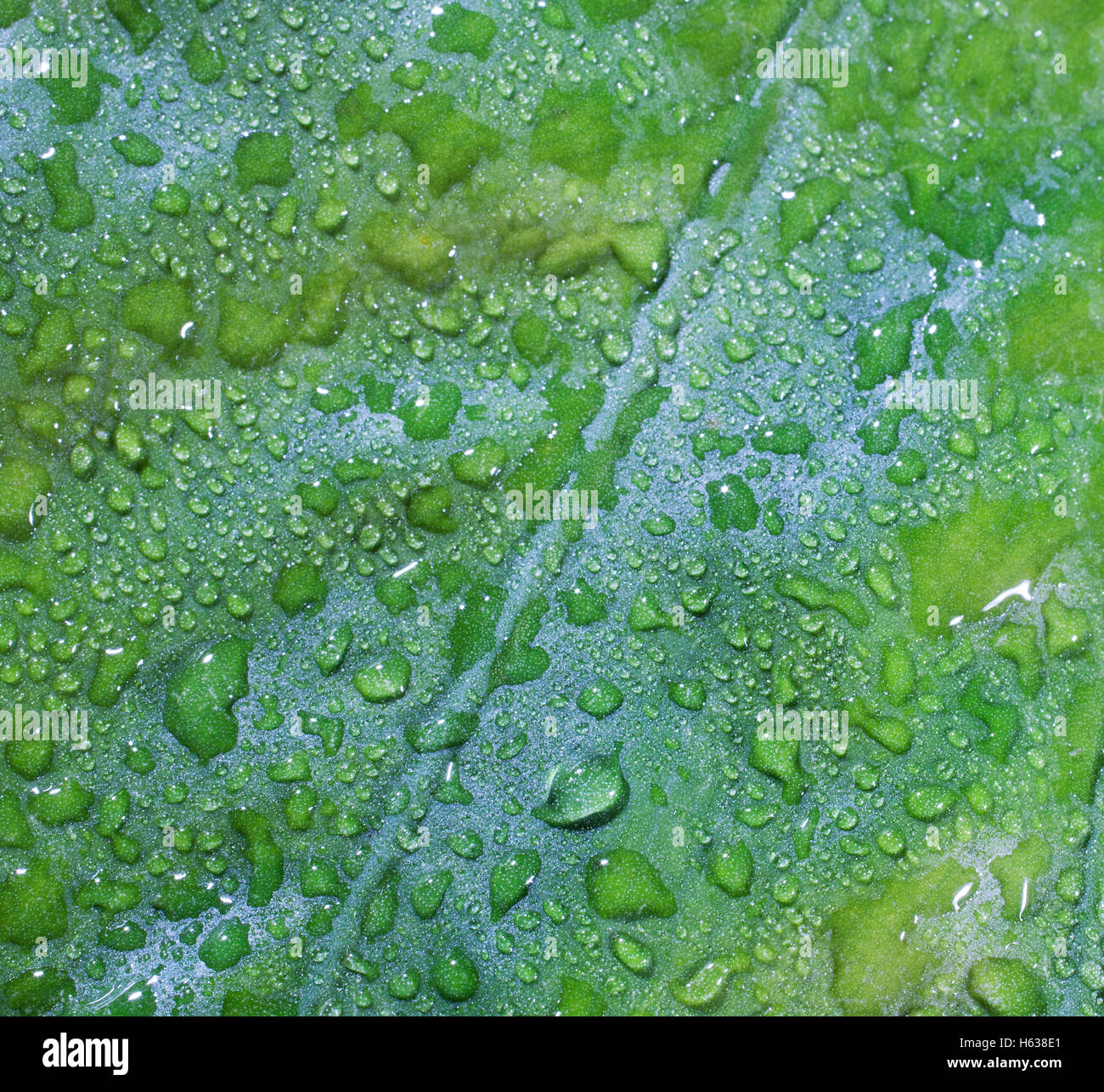 Green leaf with a lot of water on top Stock Photo - Alamy