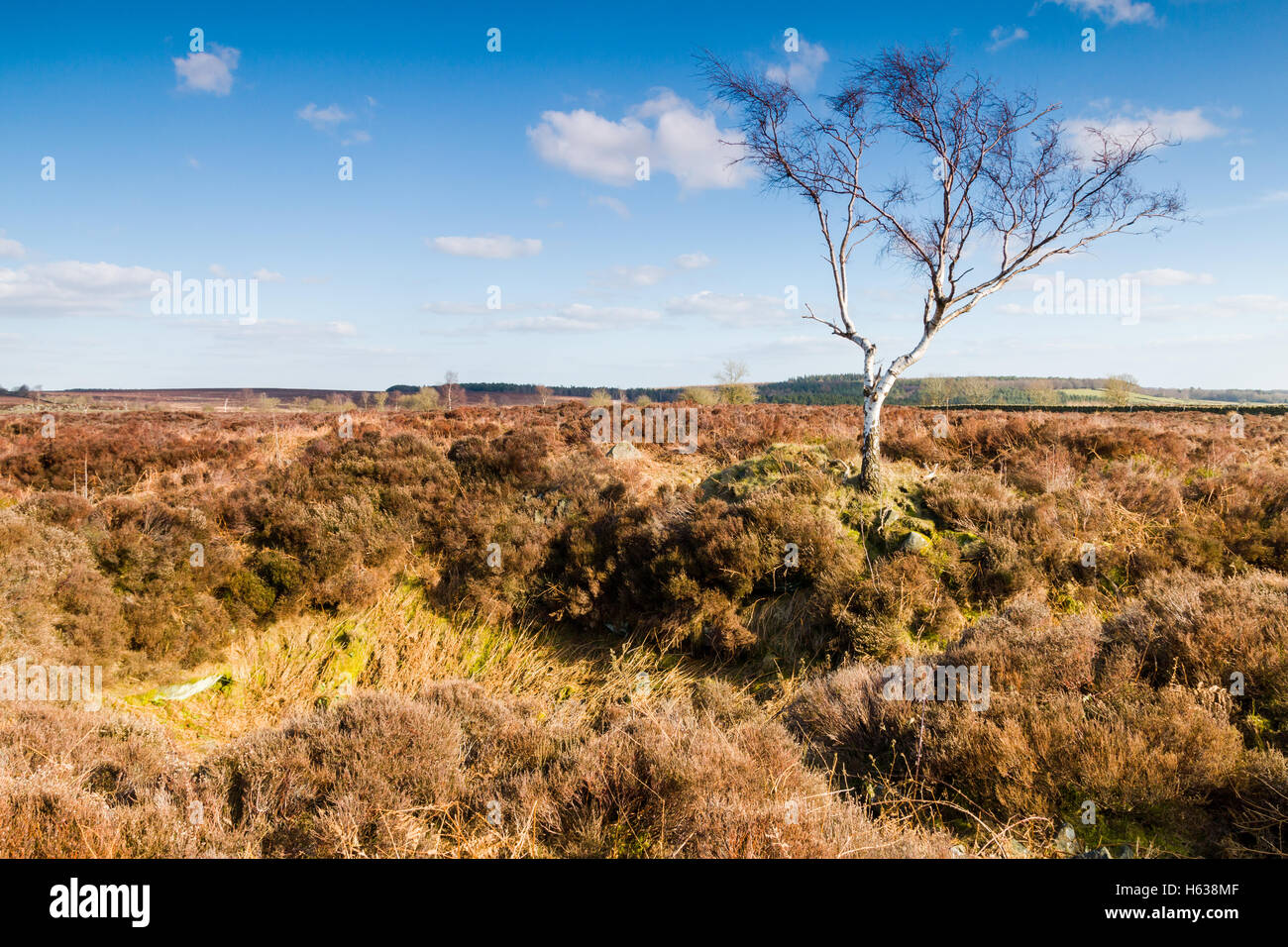 Lone Birch Tree on Rowsley Moor Stock Photo - Alamy