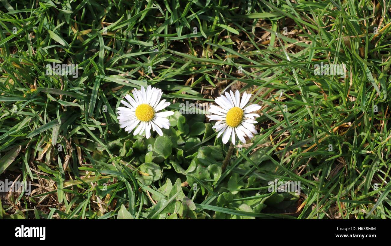 Two daisies on green grass available in high-resolution and several ...