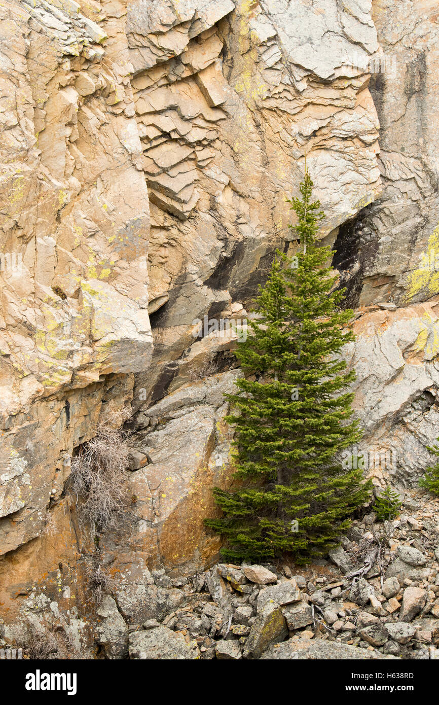A spruce growing on rocks in Rocky mountains in Colorado Stock Photo ...