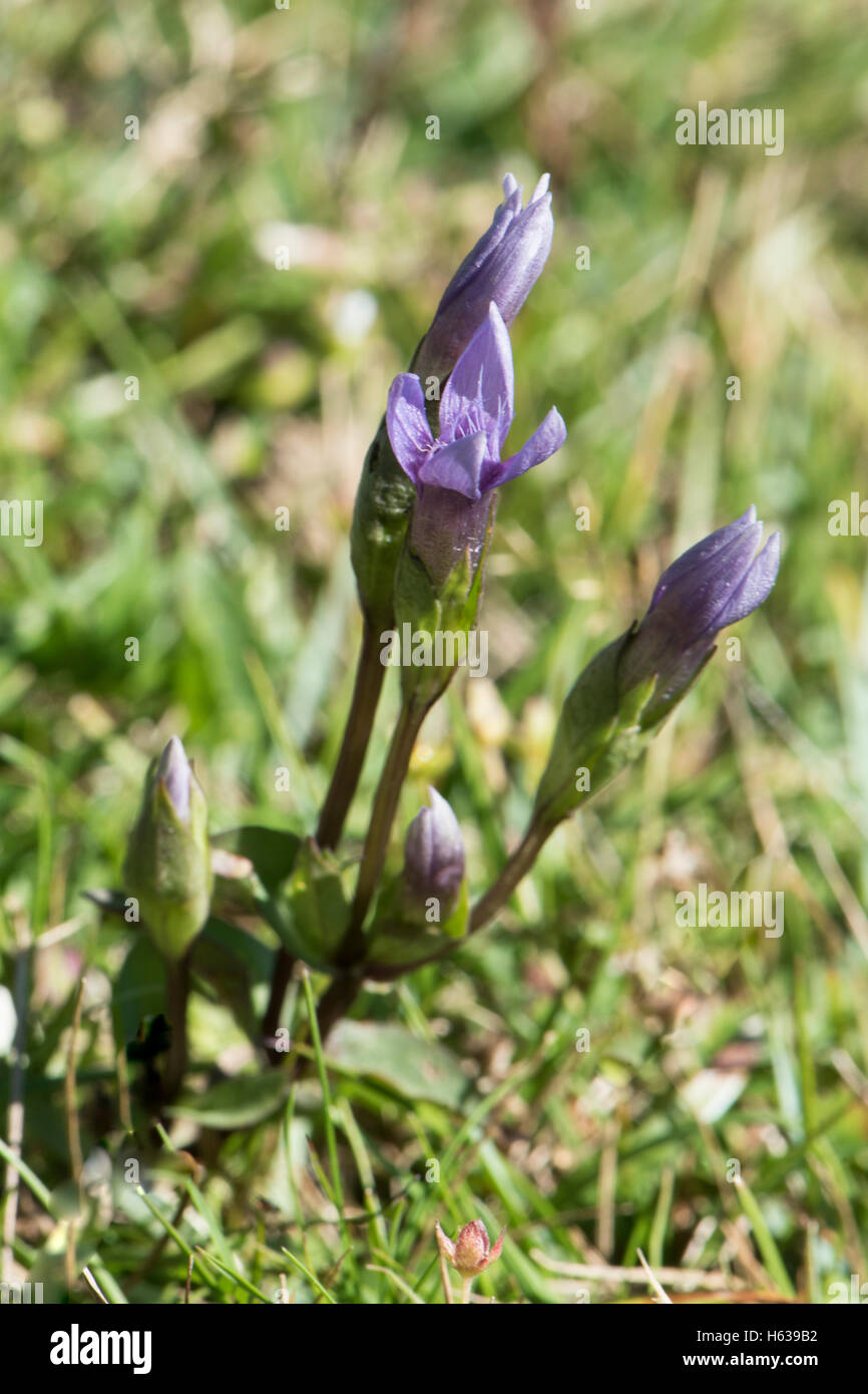 Gamosepalous hi-res stock photography and images - Alamy