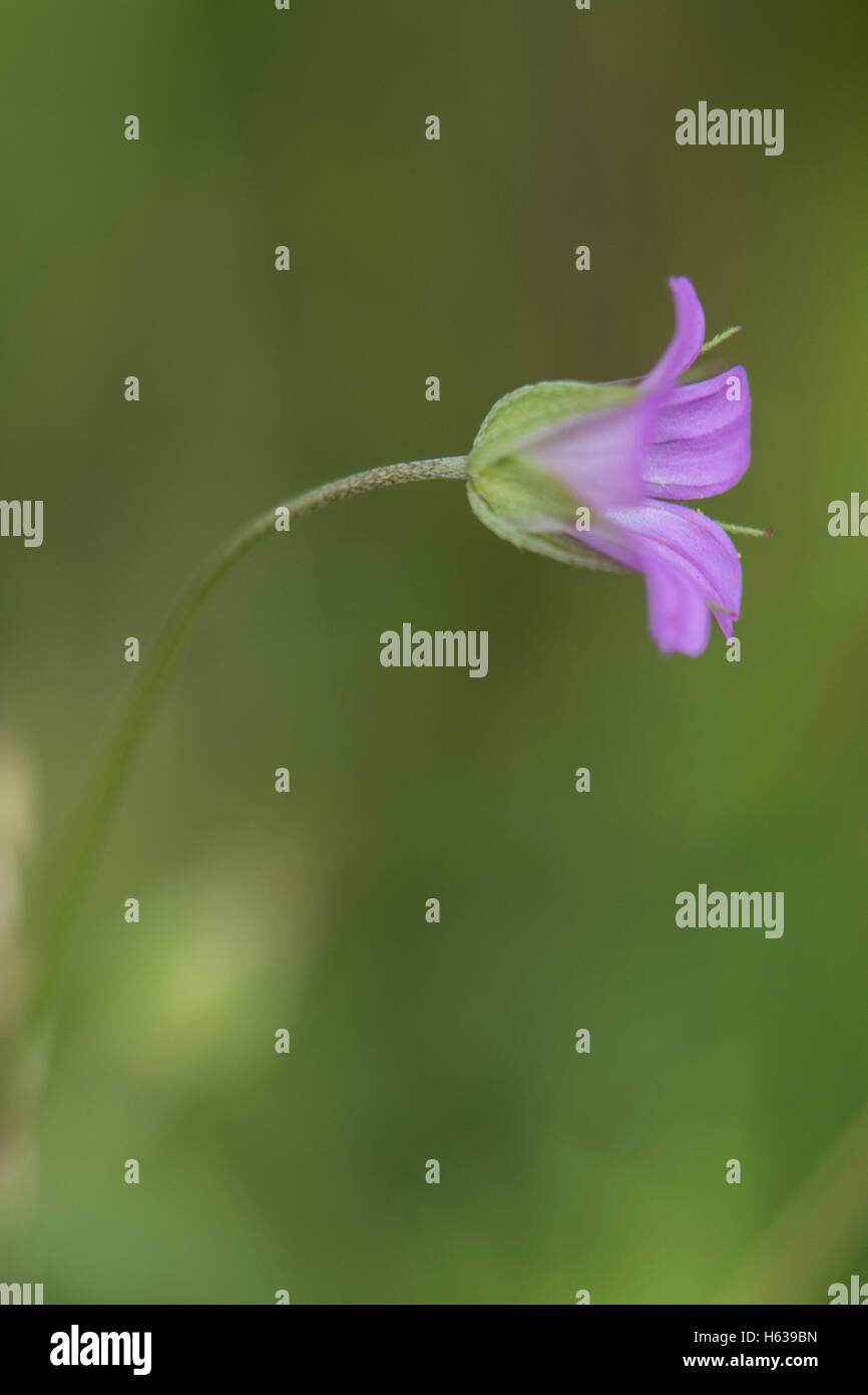 Geranium columbium, long-stalked crane's-bill, growing in field margins ...