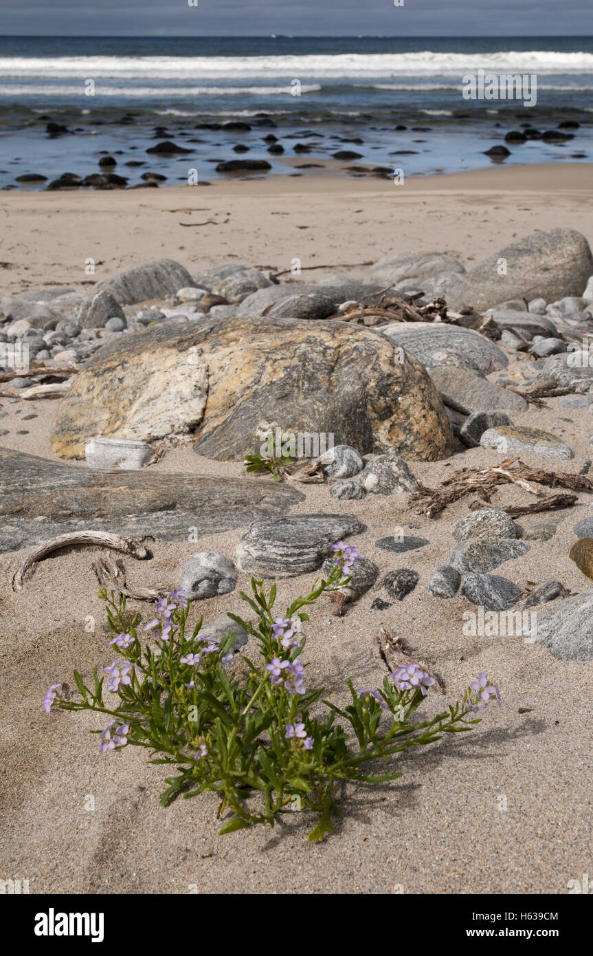 Surf flowers hi-res stock photography and images - Alamy