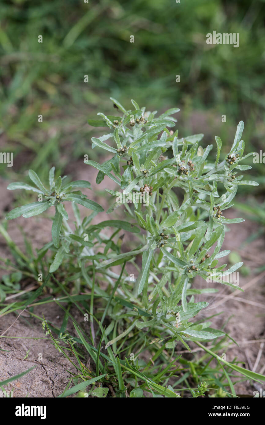 Cudweed flower hi-res stock photography and images - Alamy
