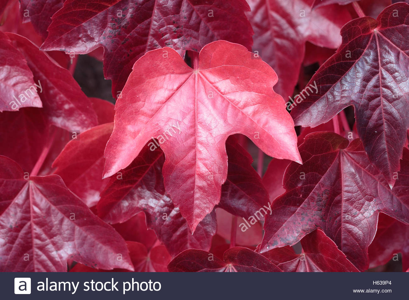 Red Ivy Leaves Stock Photos & Red Ivy Leaves Stock Images - Alamy
