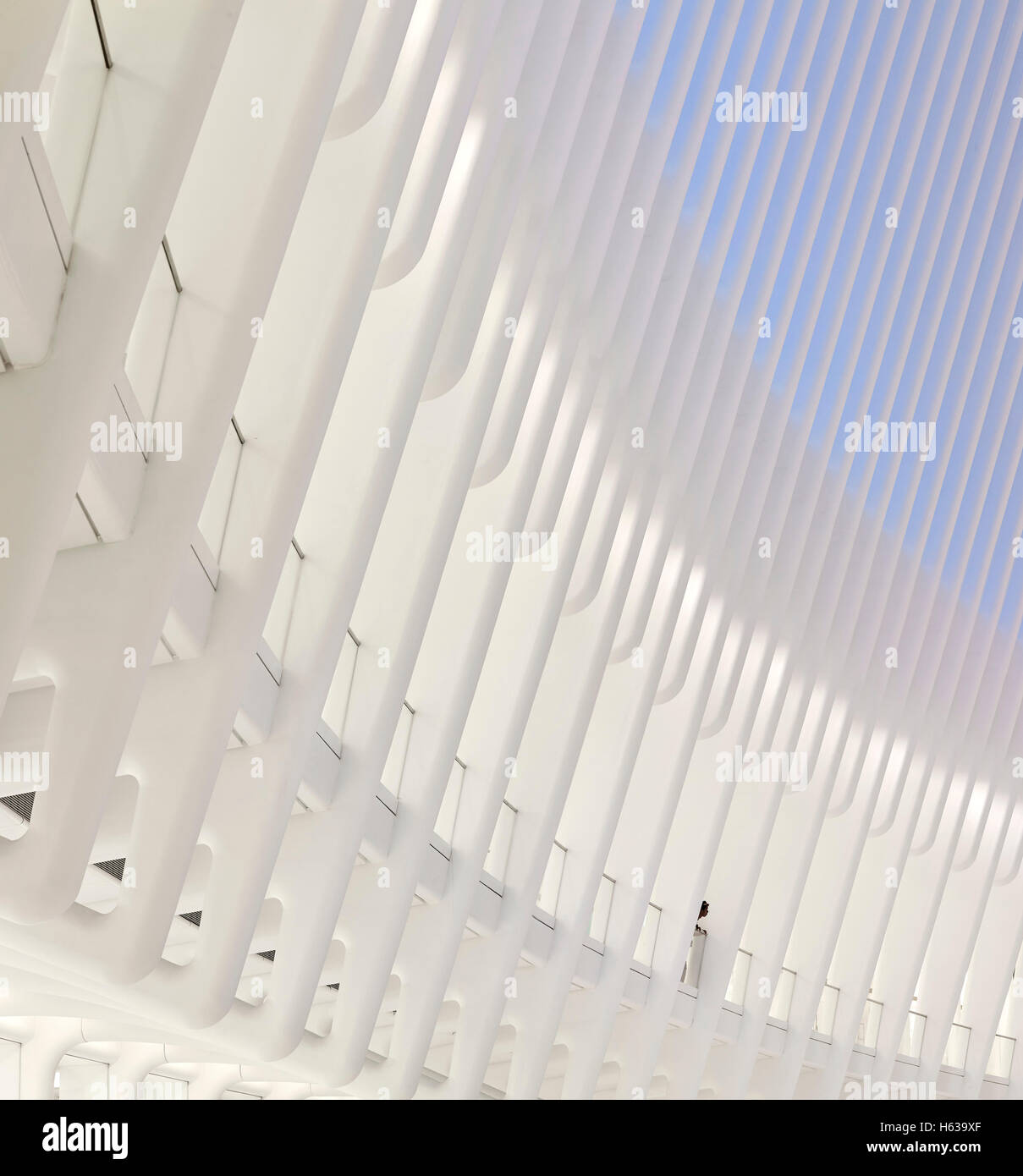 Sinuous detail of white steel rib facade. The Oculus, World Trade ...