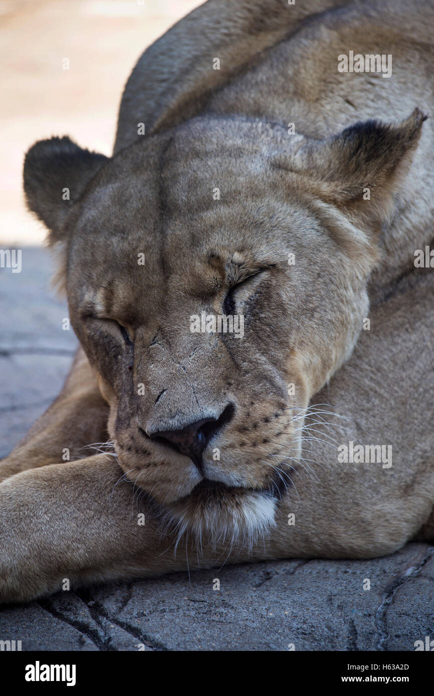 Sleeping Lioness (Panthera leo Stock Photo - Alamy
