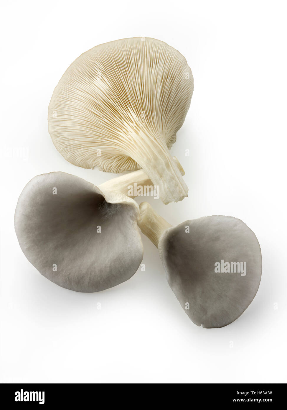 Grey oyster mushroom Cut Out Stock Images & Pictures - Alamy