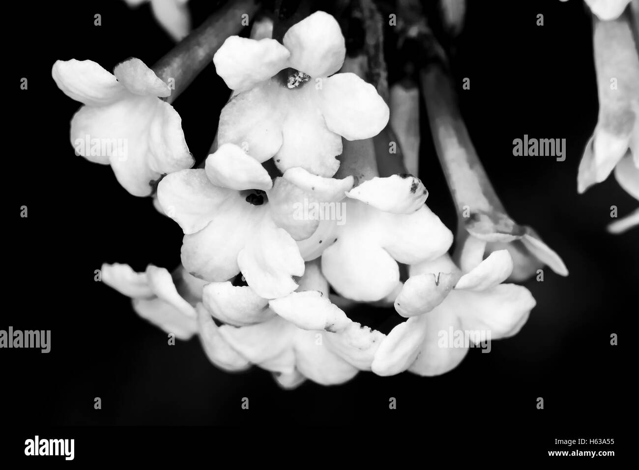 Seasonal spring Black and White Stock Photos & Images - Alamy