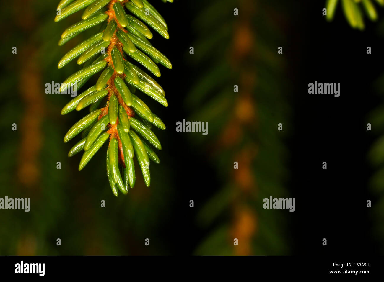 Fir tree species hi-res stock photography and images - Alamy