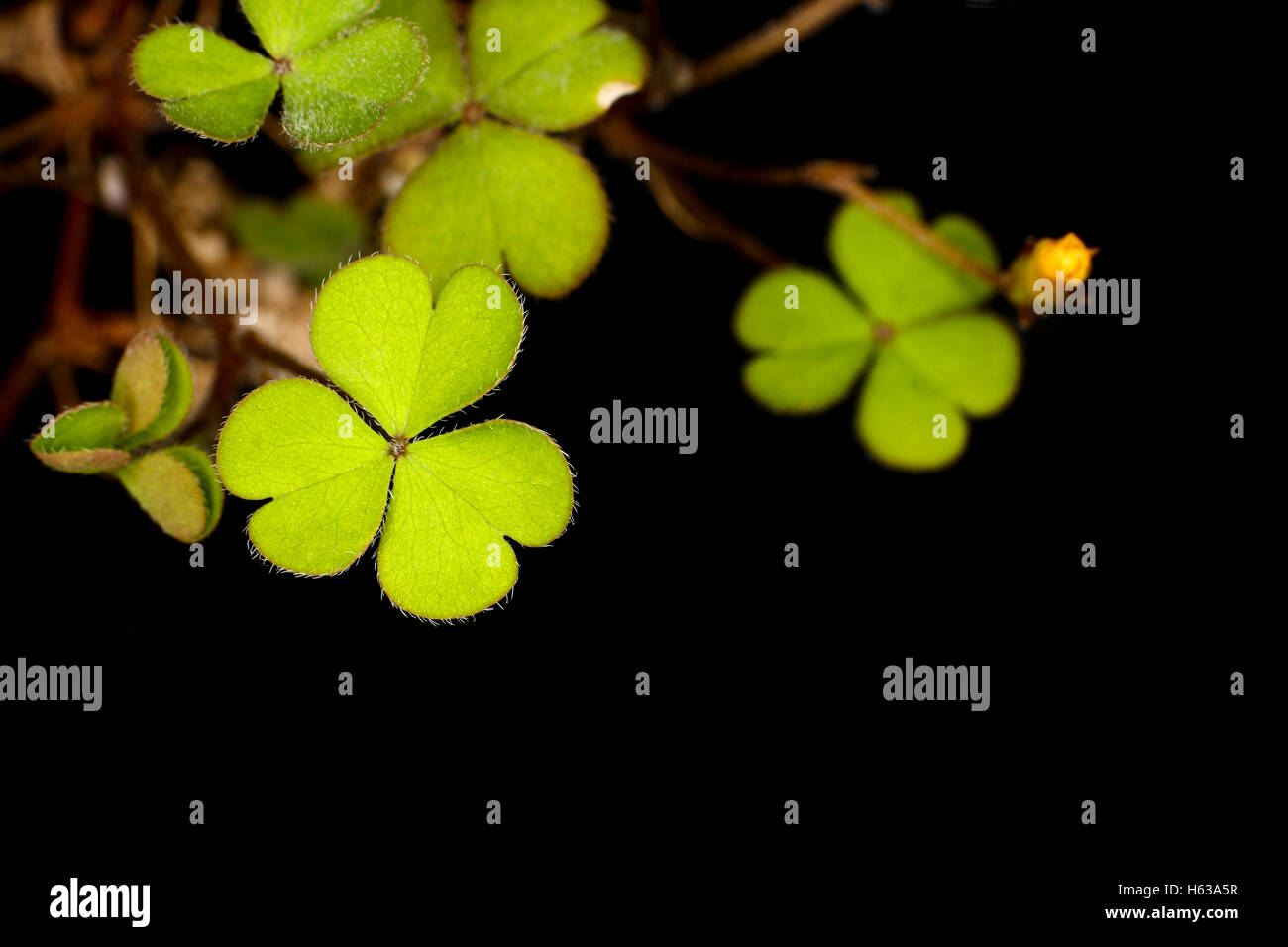 Irish shamrock plant hi-res stock photography and images - Alamy