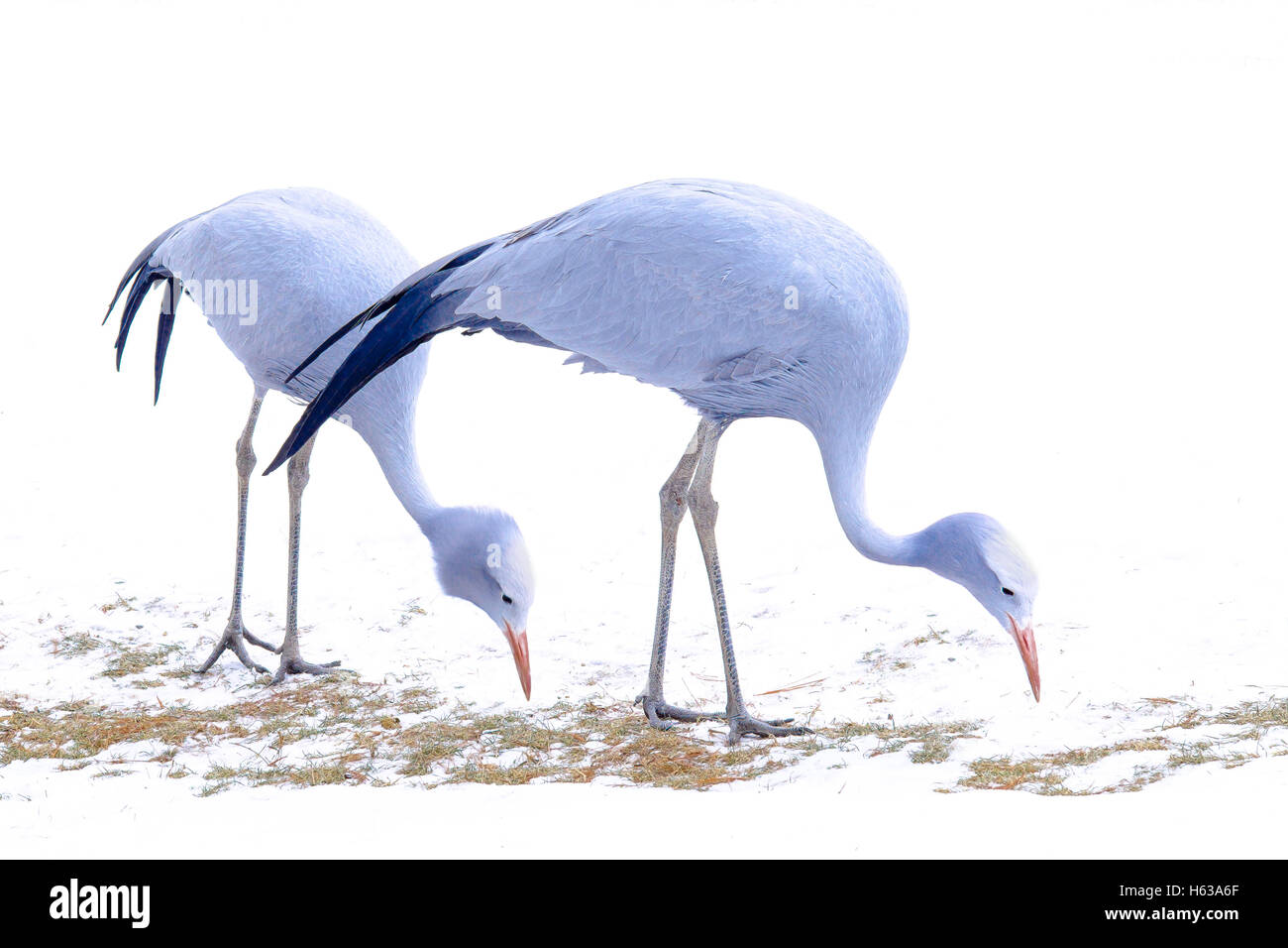 Blue crane Cut Out Stock Images & Pictures - Alamy