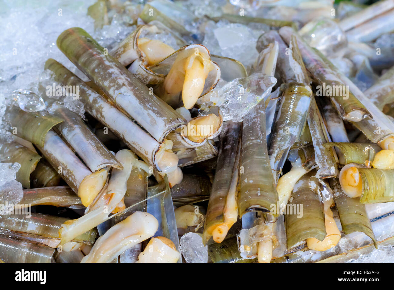 Solenidae in ocean hi-res stock photography and images - Alamy