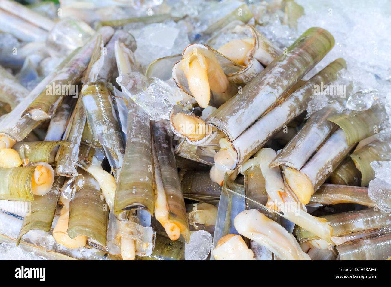 Razor fish shells High Resolution Stock Photography and Images - Alamy