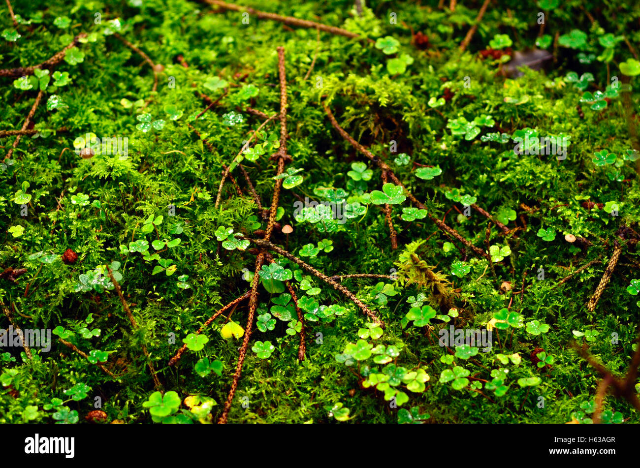 Shamrocks hi-res stock photography and images - Alamy