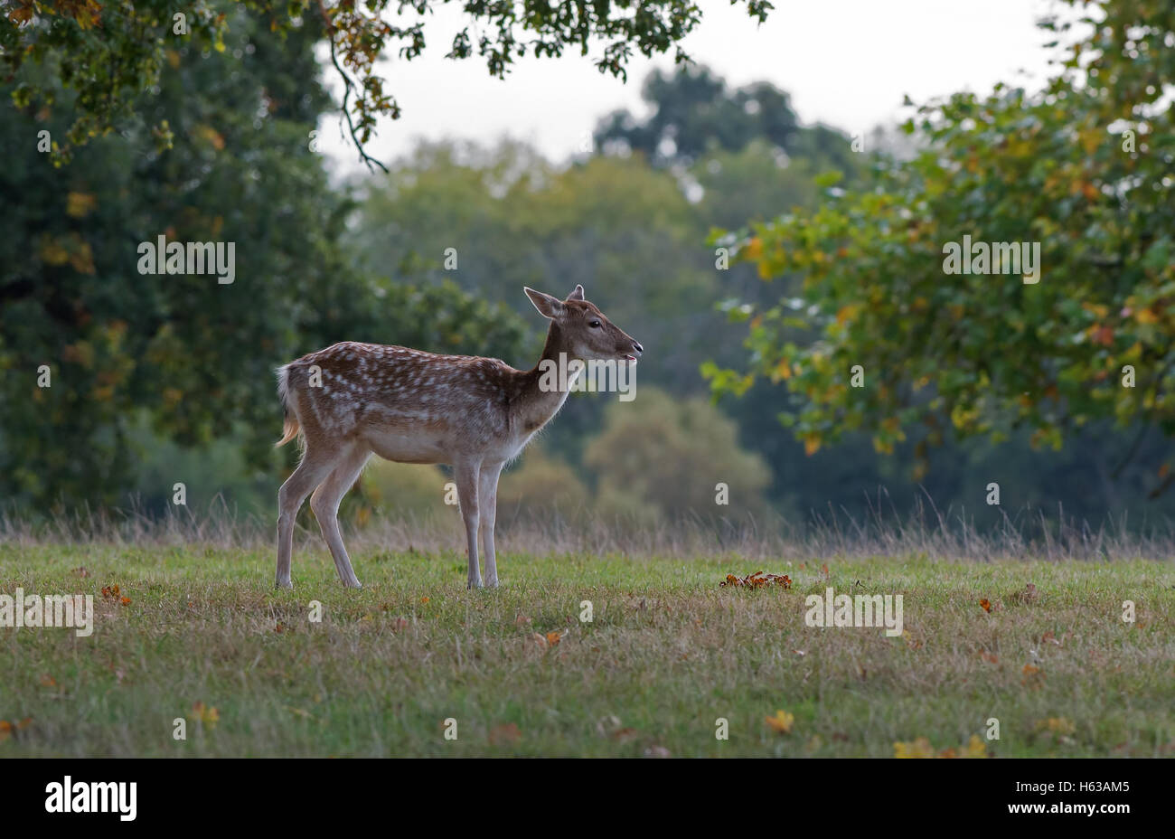 Female Fallow deer (doe)-Dama dama. Uk Stock Photo - Alamy